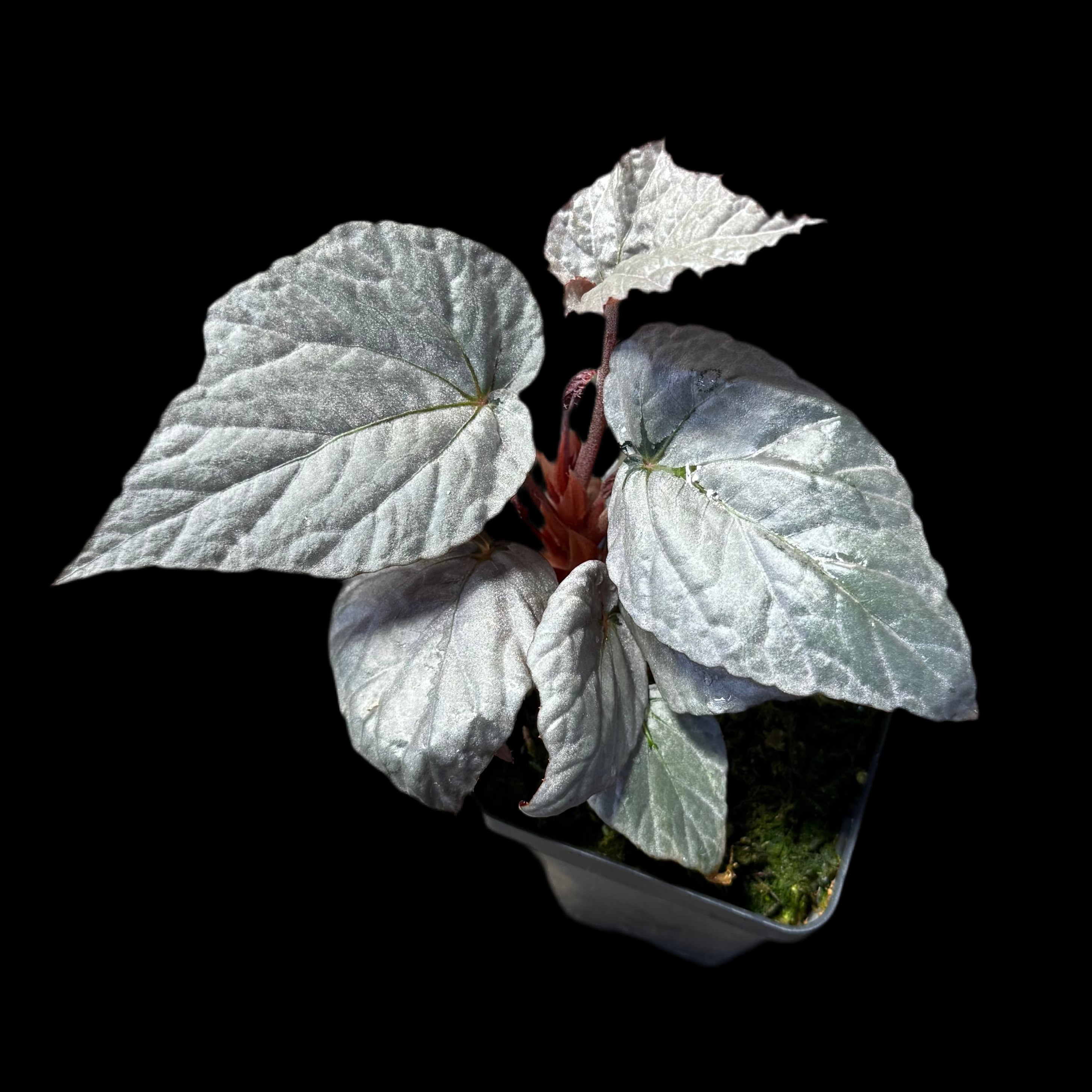 Begonia Silver Limbo