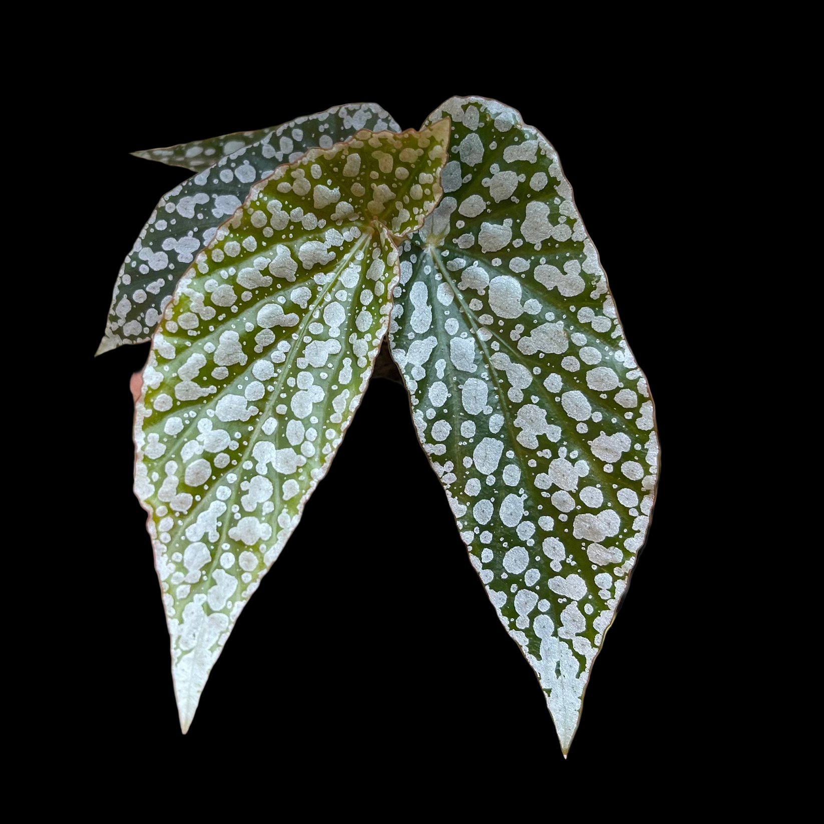 Begonia White Ice – NurseryRx