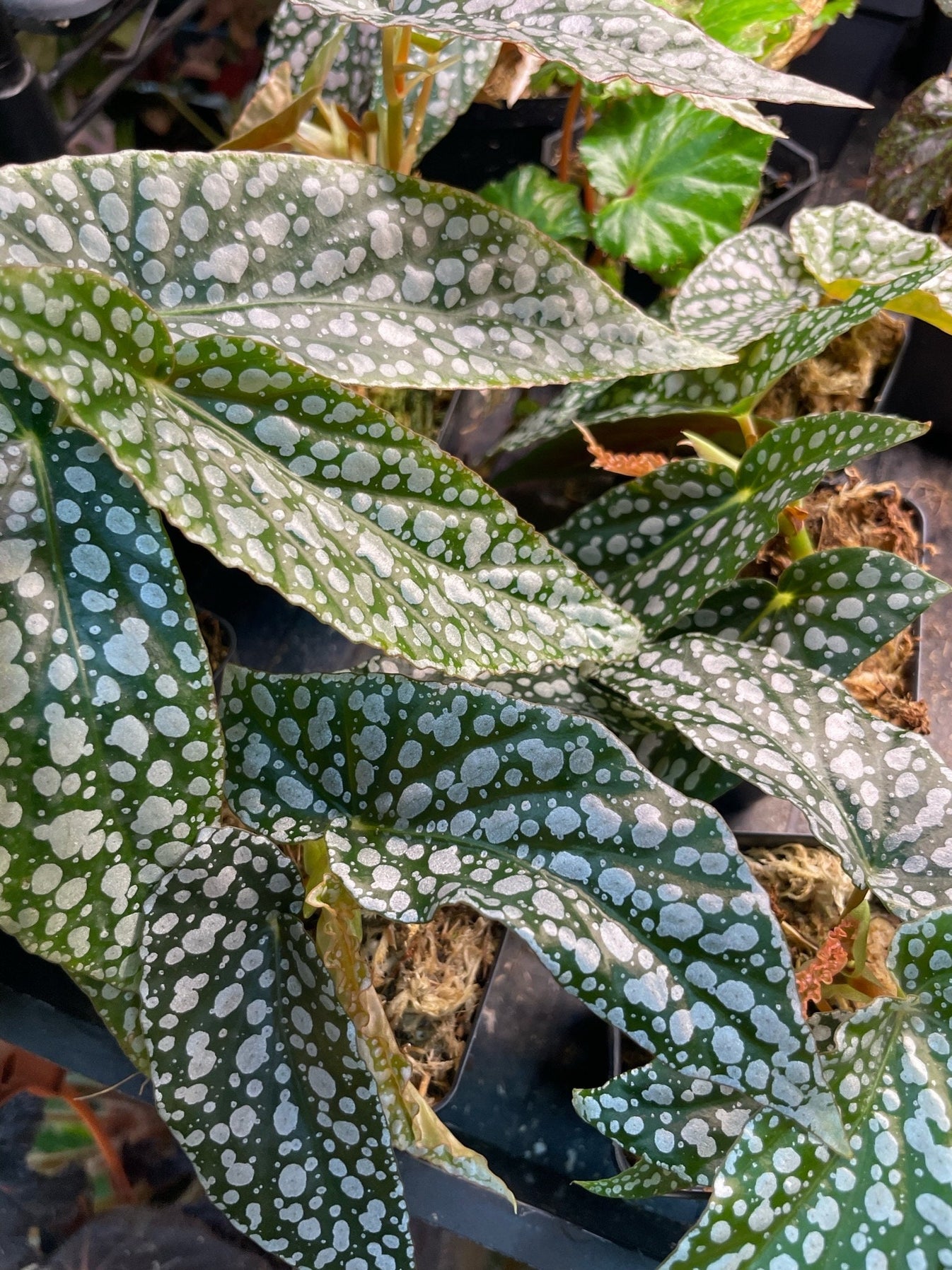 Begonia White Ice – NurseryRx