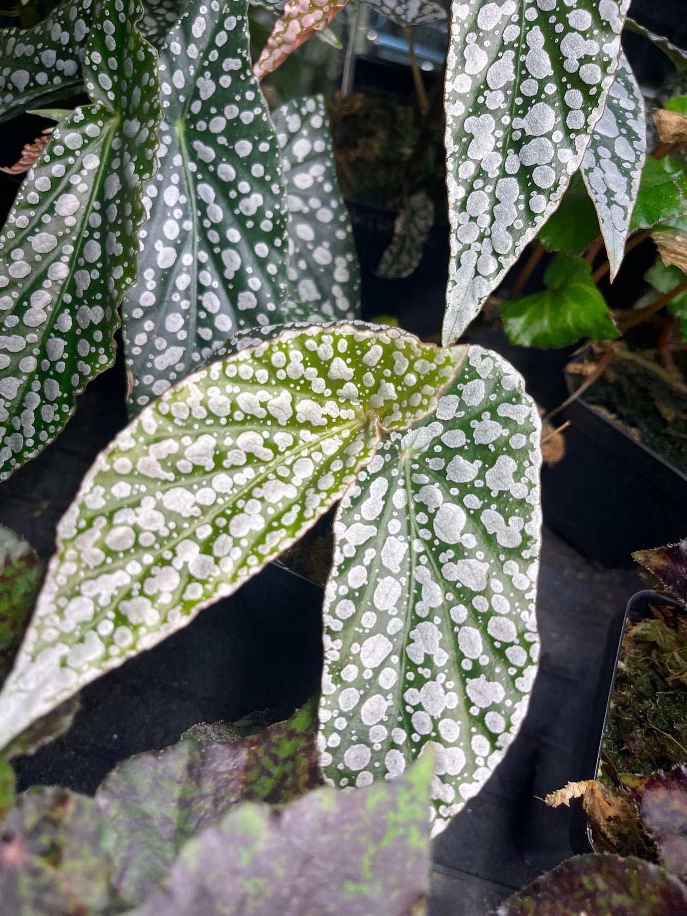 Begonia White Ice – NurseryRx